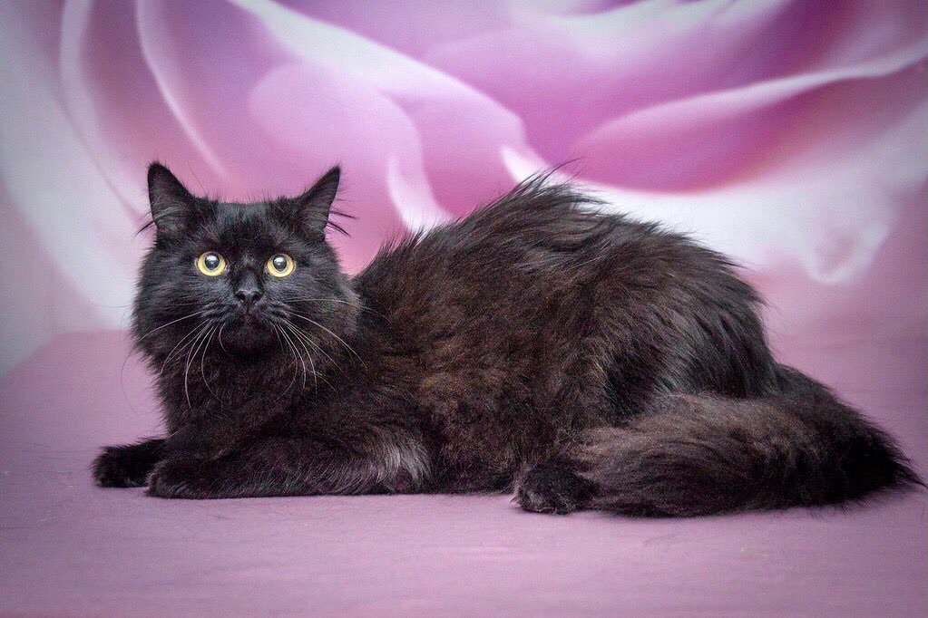 Роскошная пушистая кошка Ночка в добрые руки - Москва. Котенок 😽 В ...