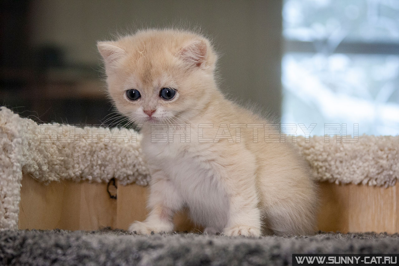 Котенок девочка британская короткошерстная (британка) голубая золотая ...