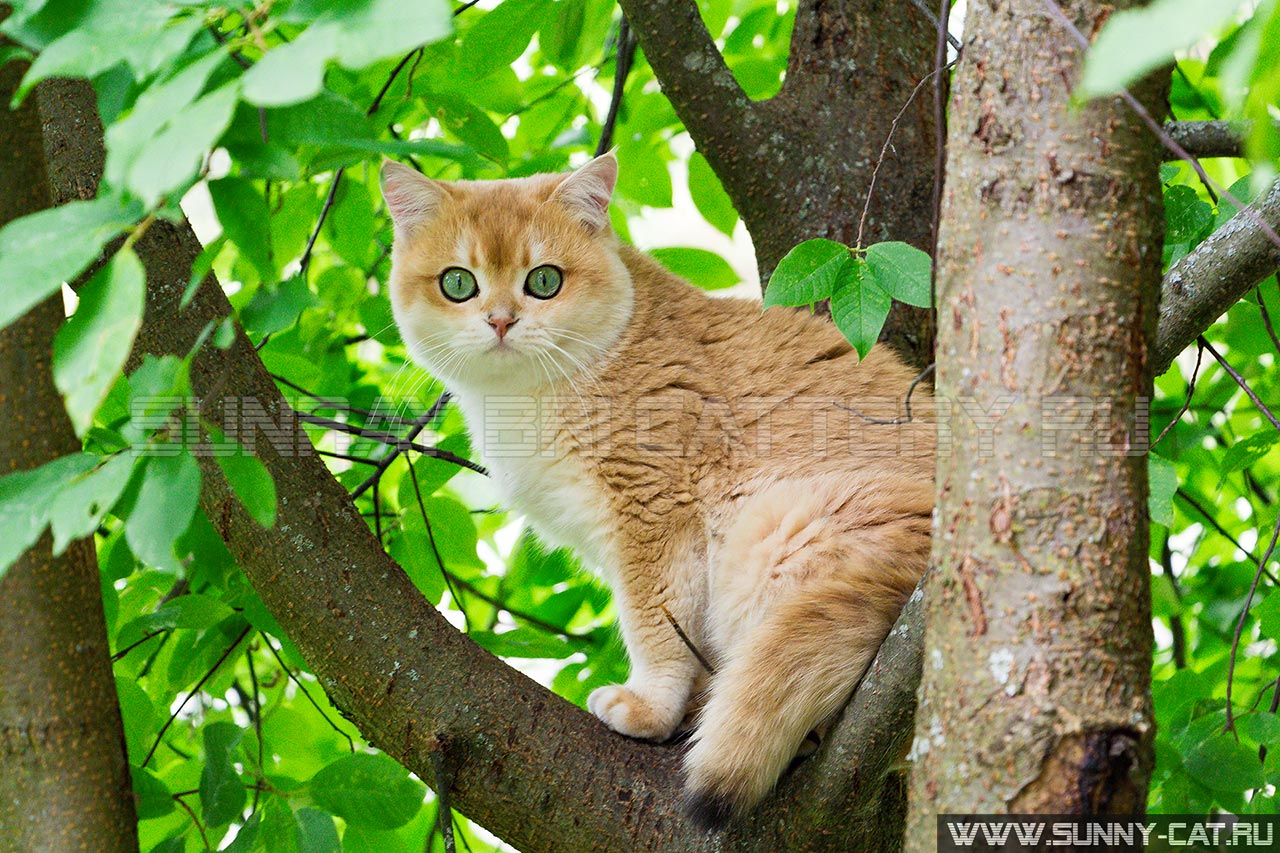 Cat sitting on a tree. Golden British cat with green eyes climbed a ...