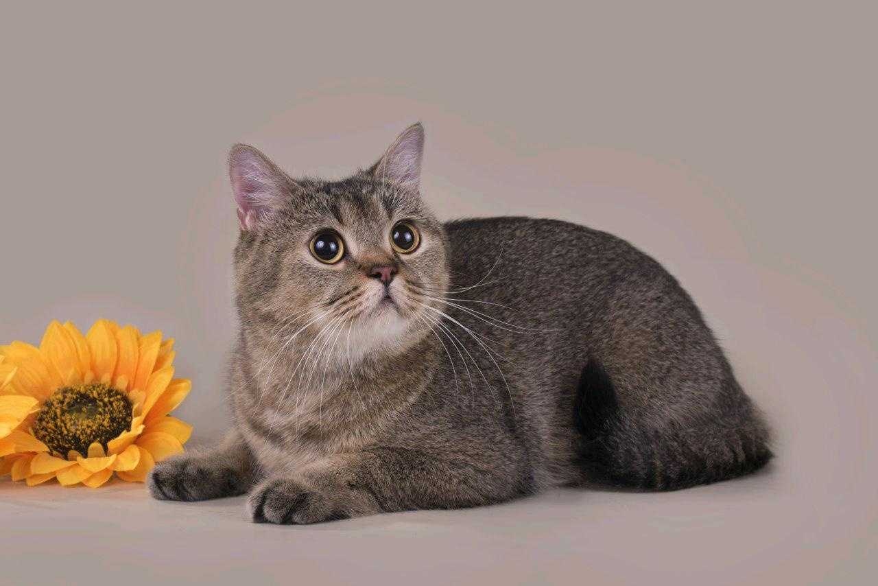 Family tree of the female cat Alisa #1052. Sunny Cat