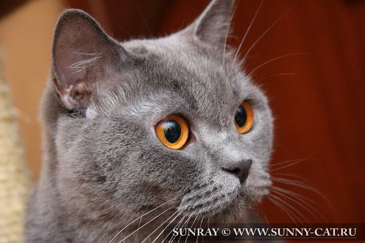 Colors of cats: photos, names and EMS codes. 13446 photos of 53 colors ...