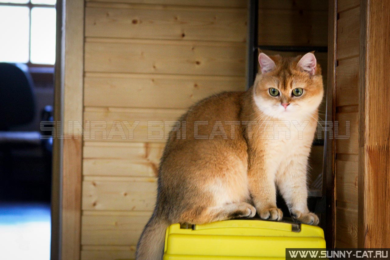 Наши британские кошки Sunray
