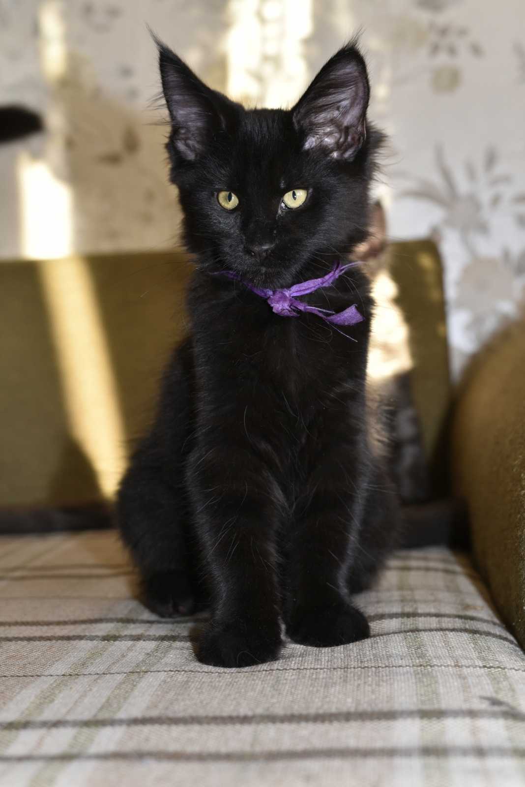 Cat breeds with photos and names in alphabetical order according to the ...