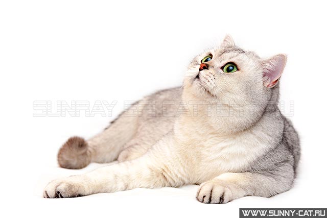 Buy stock photos of British kittens - SunRay photostock