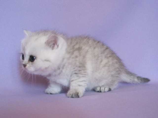 Питомник британских кошек «SunRay» в Москве