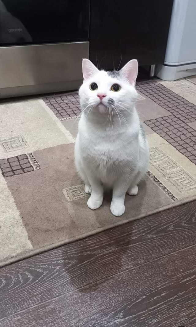 Colors of cats: photos, names and EMS codes. Sunny Cat