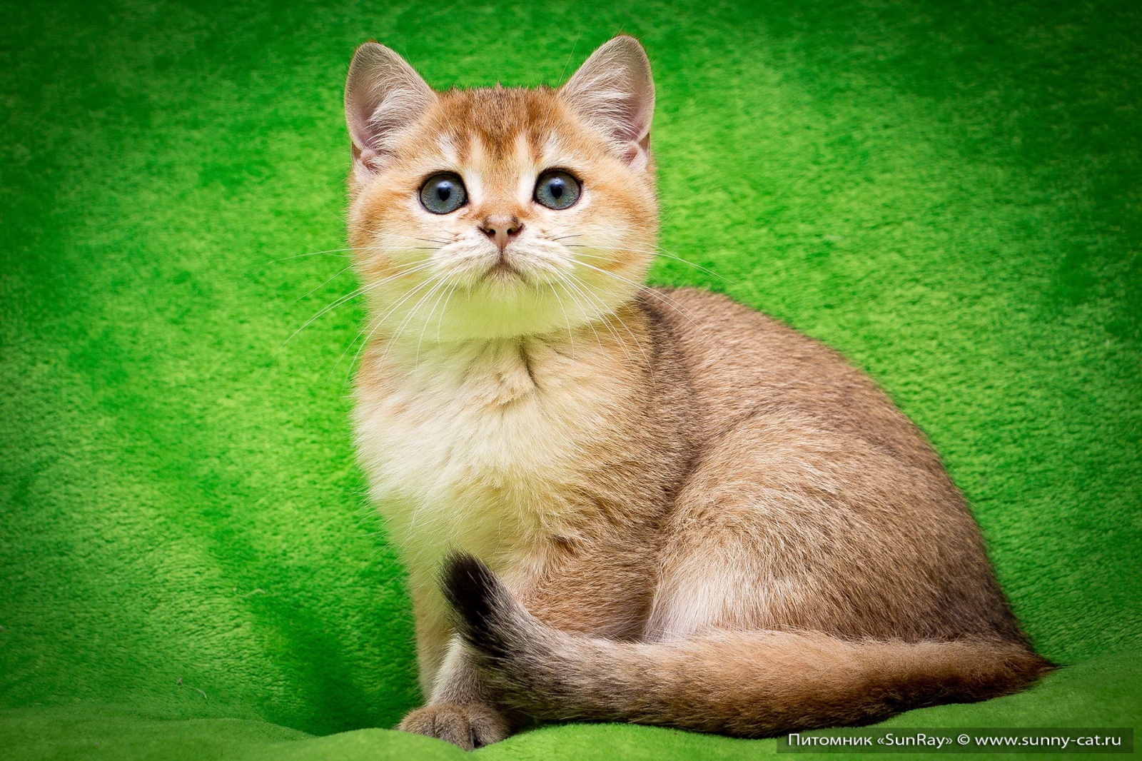 Beilis SunRay (Beilis) - британская короткошерстная #1262. Sunny Cat