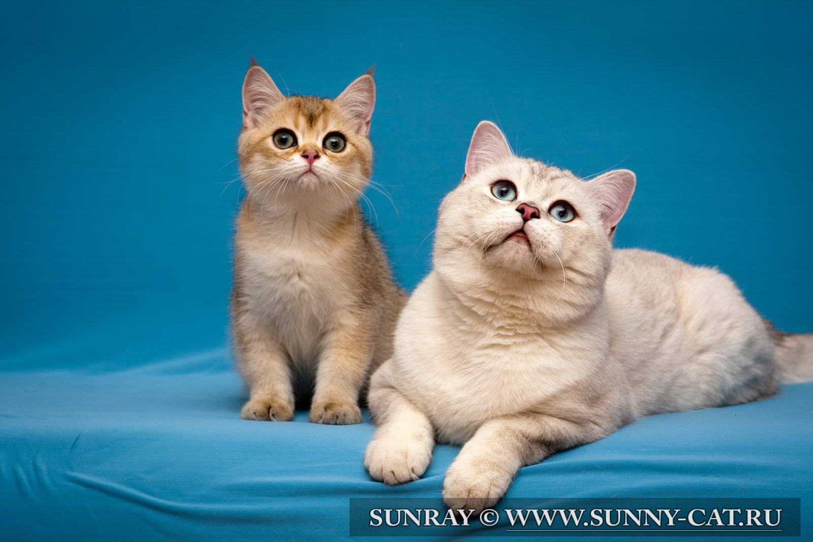 Sebastian vom Kaiserberg (Sebastian) - британский короткошерстный #220