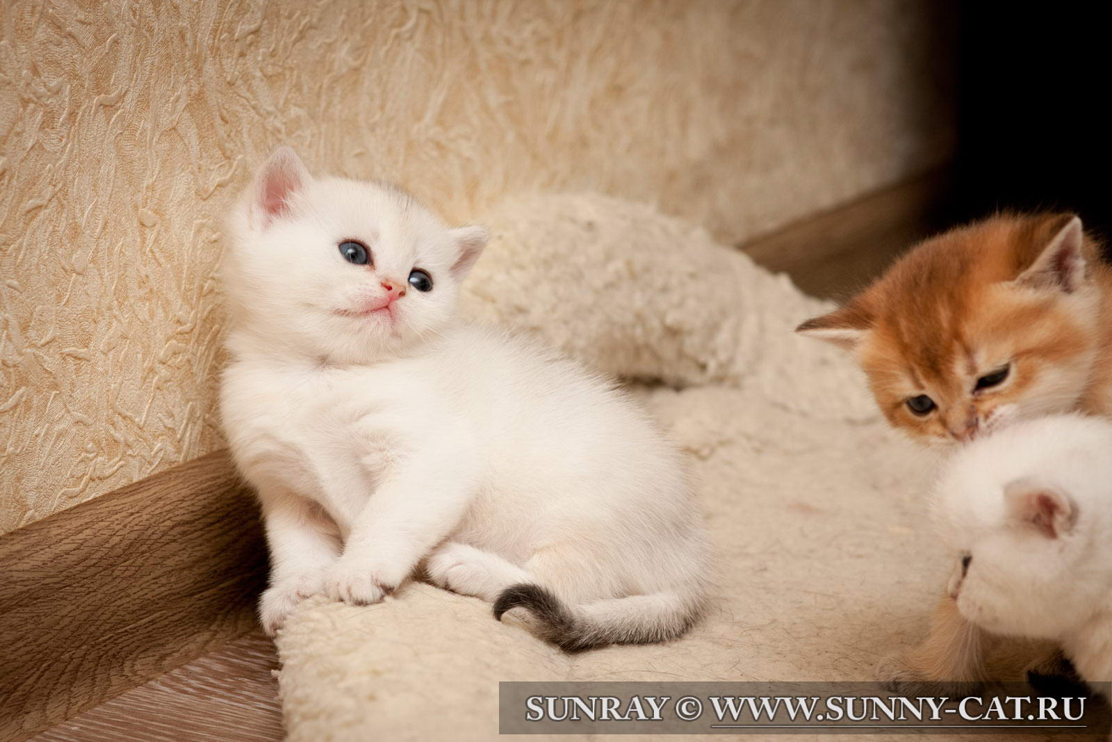 Котенок мальчик британский короткошерстный (британец) черный ...