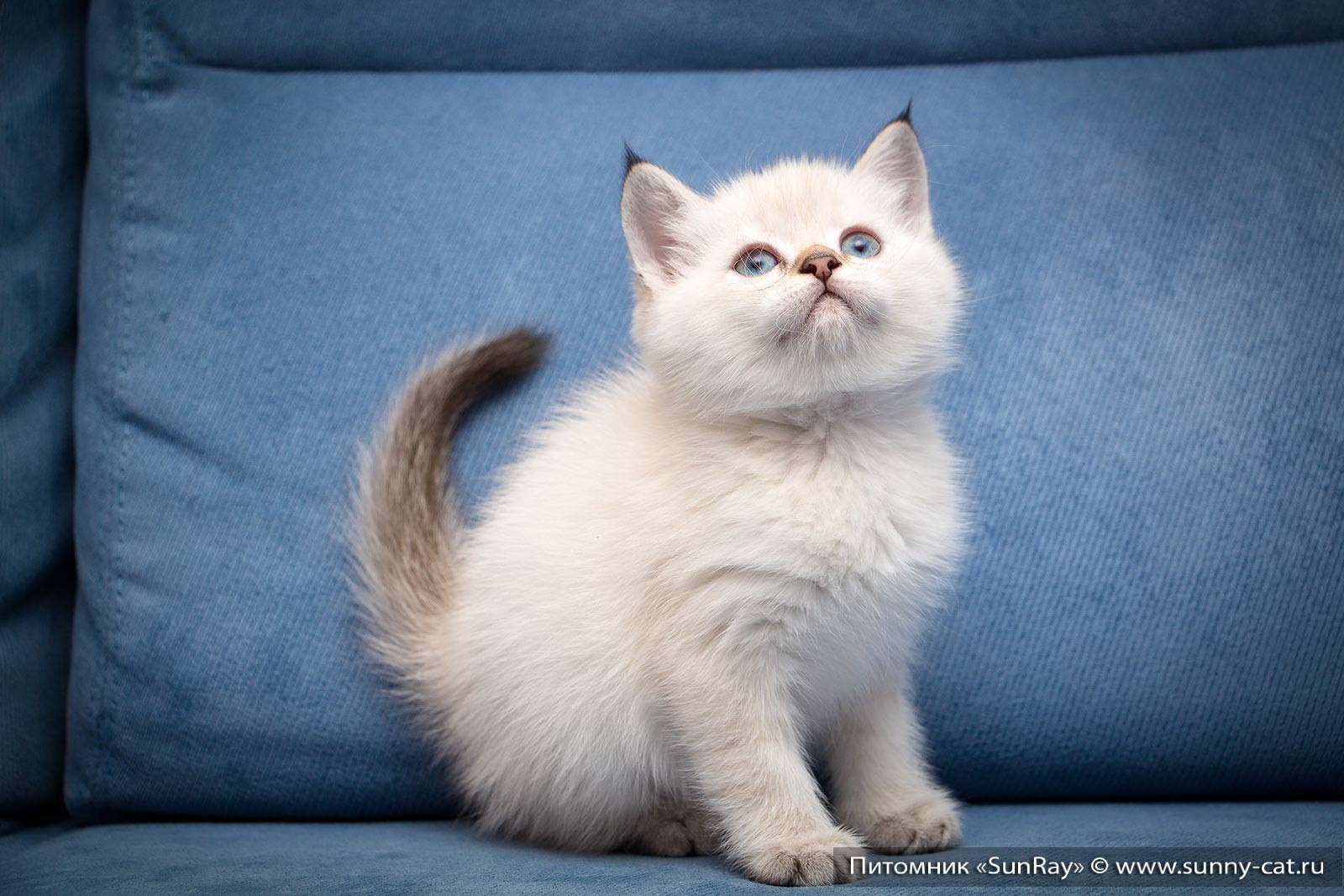 n 33 - seal pointed color of cats. 41 photos of cats and male cats of ...
