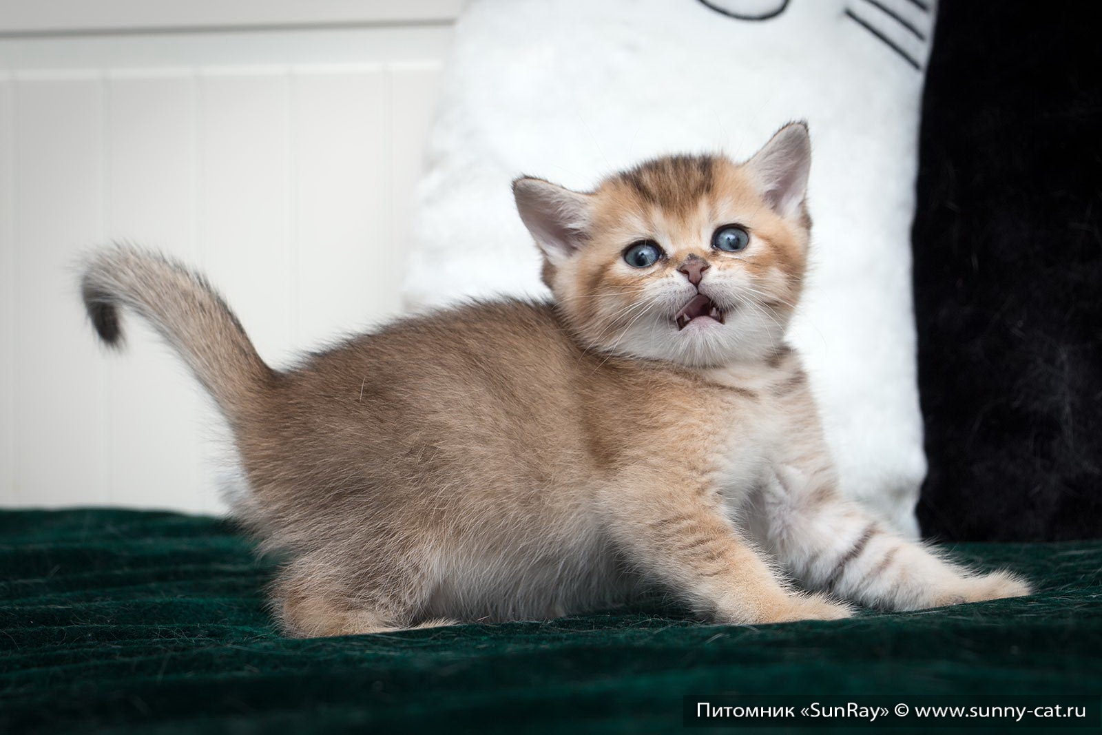 Kerry Chocolate SunRay - Альбом фотографий #2371 - Черный золотой ...