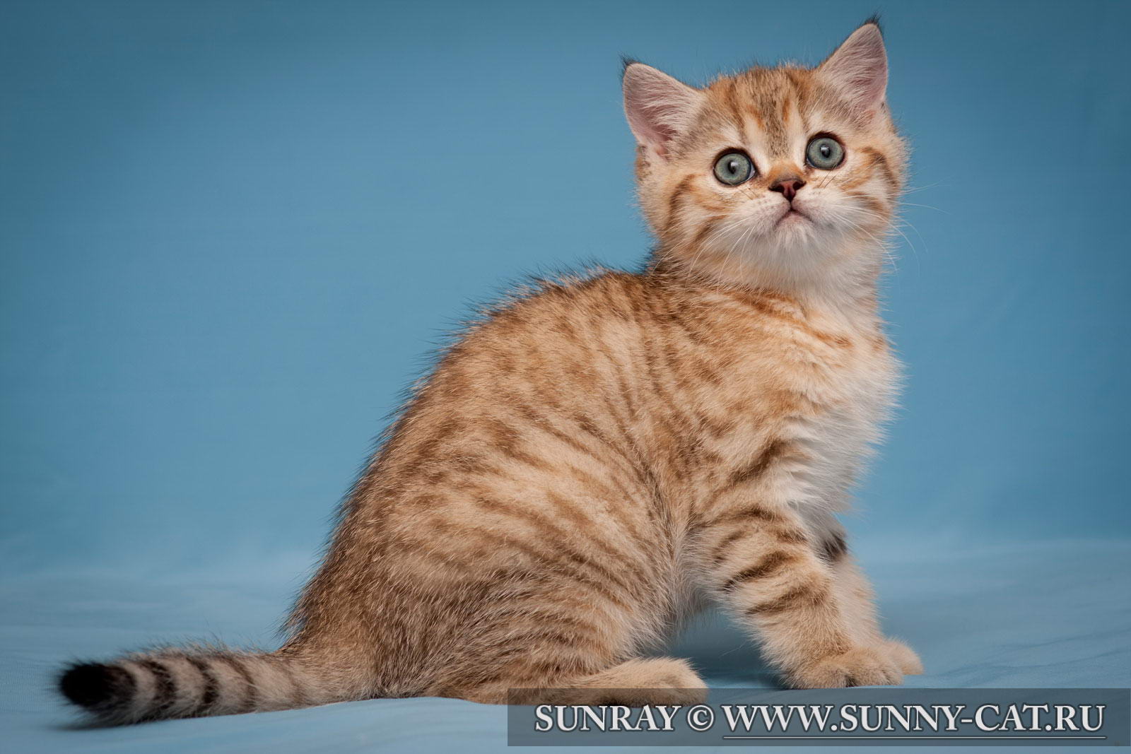 Numinor SunRay - Альбом фотографий #1867 - Черный золотой пятнистый ...