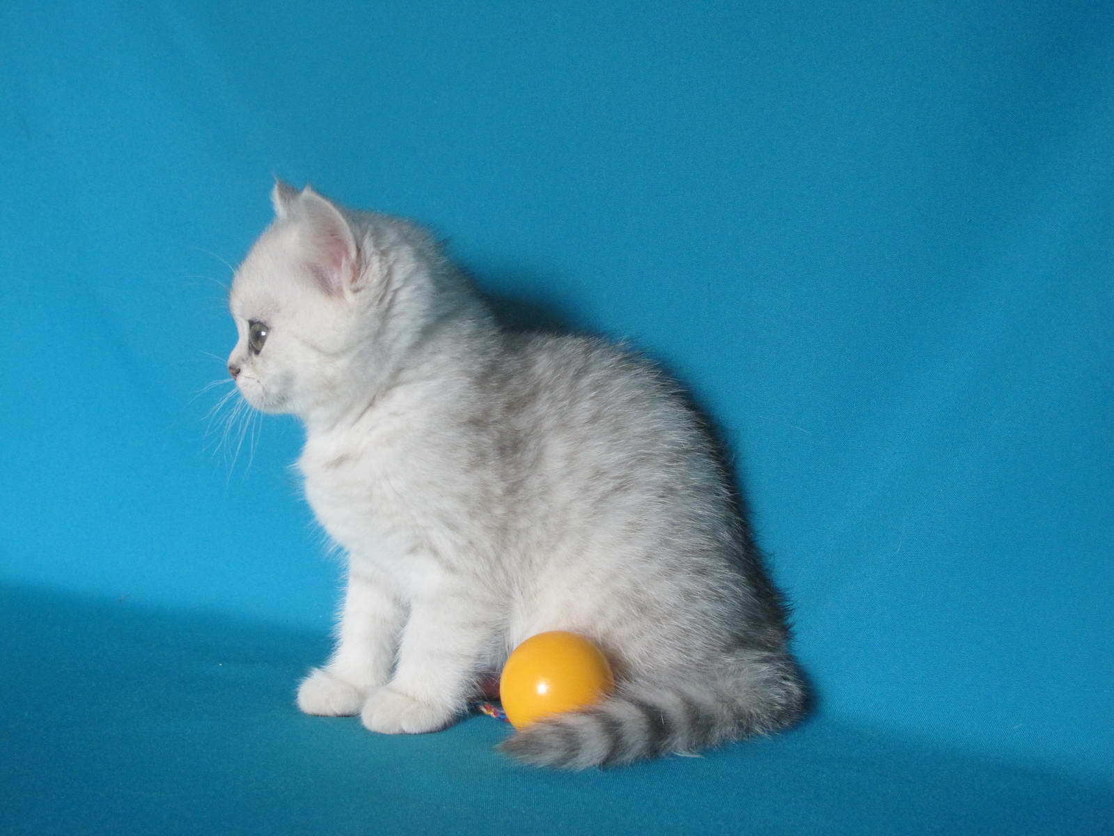 Котенок девочка британская короткошерстная (британка) черная ...