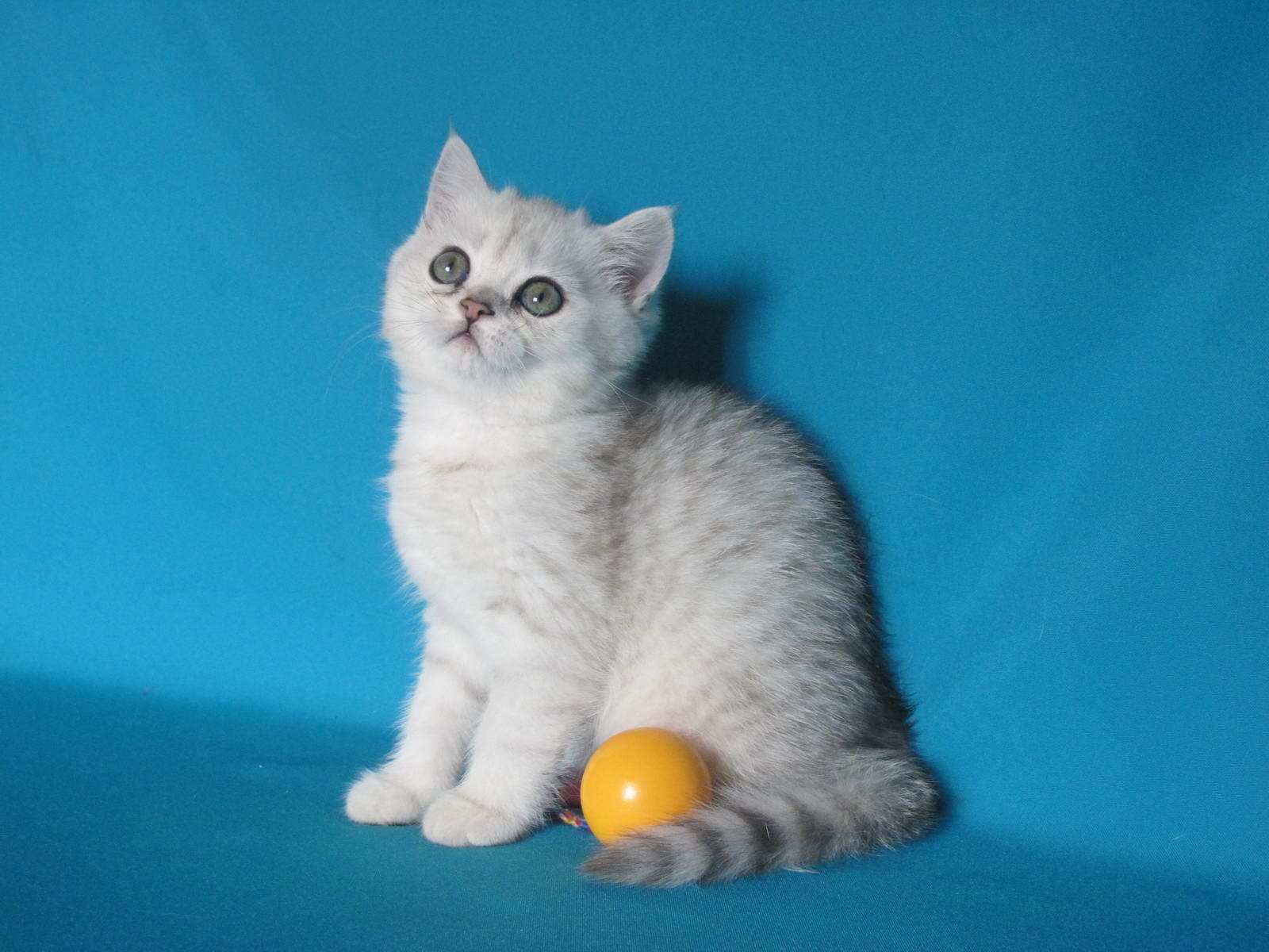 Stasya Candy SunRay (Stasya) - британская короткошерстная #987