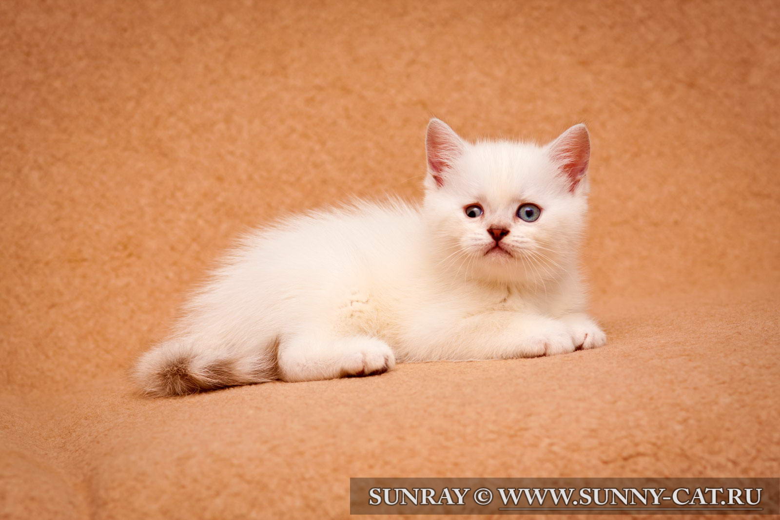 Ventura White SunRay - Альбом фотографий #2046-1 - Британский ...