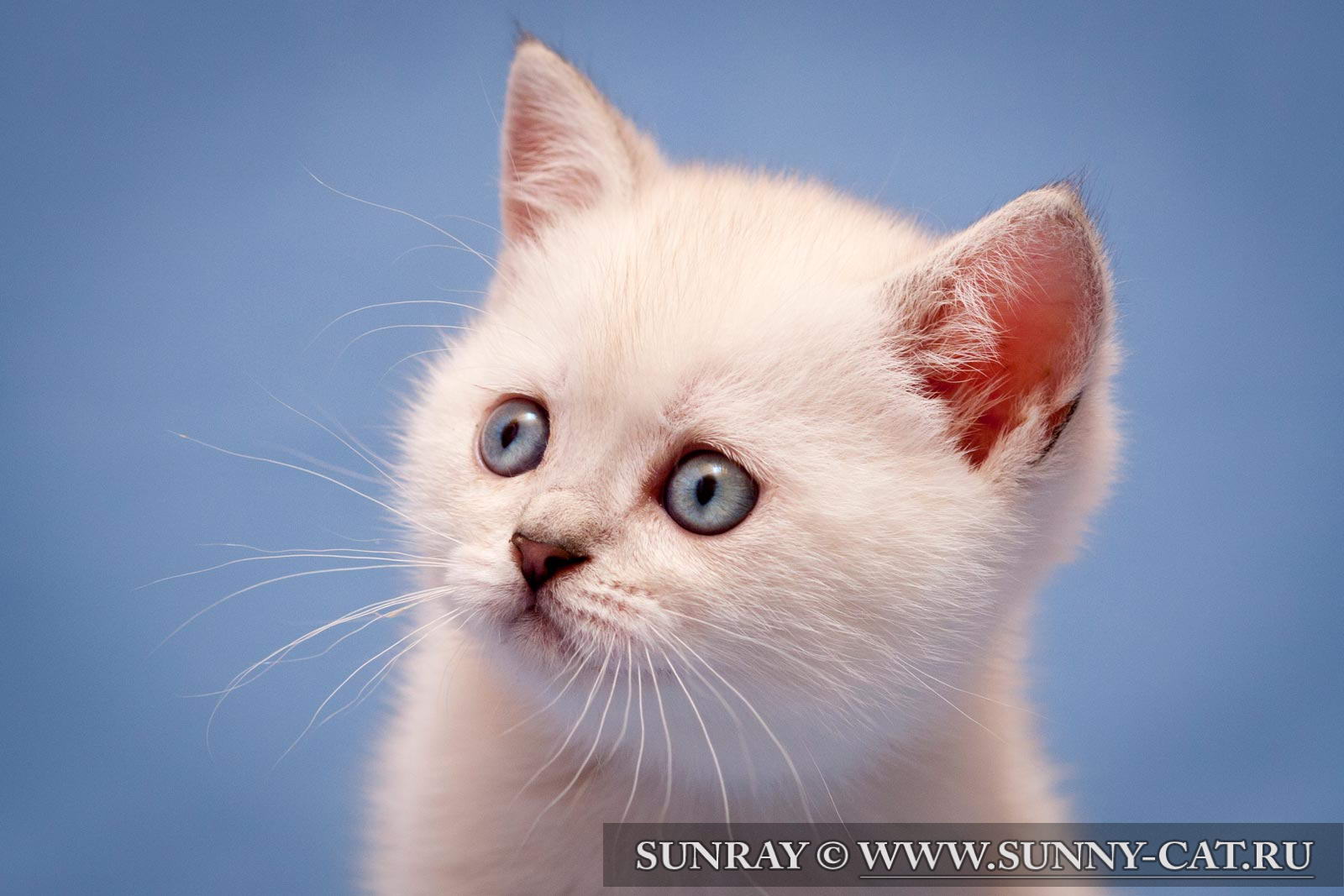 The female cat Yasmin Le Bon SunRay - Album of photos #2070_en-1 - The ...