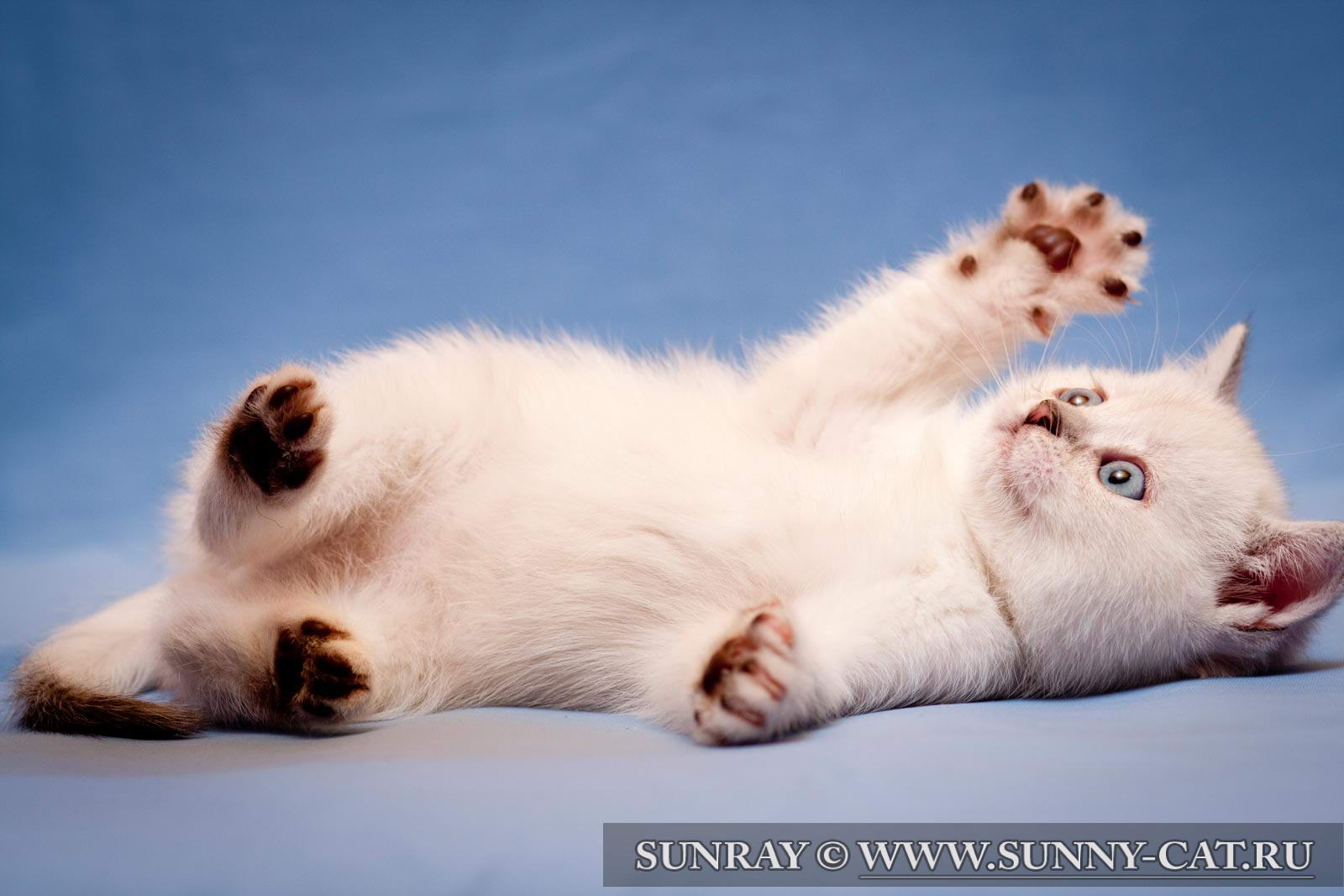 The female cat Yasmin Le Bon SunRay - Album of photos #2070_en-1 - The ...