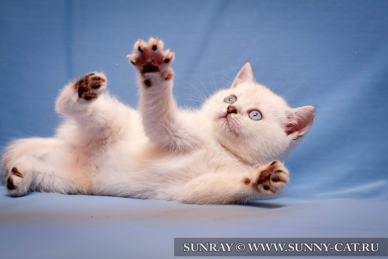 The female cat Yasmin Le Bon SunRay - Album of photos #2070_en-1 - The ...