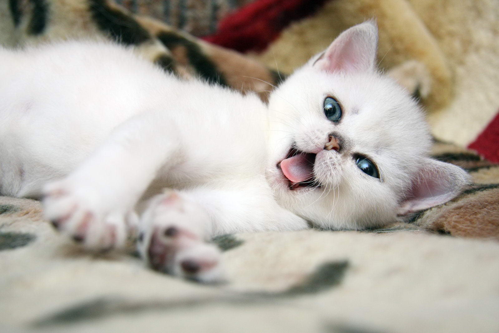 Котенок мальчик британский короткошерстный (британец) черный ...