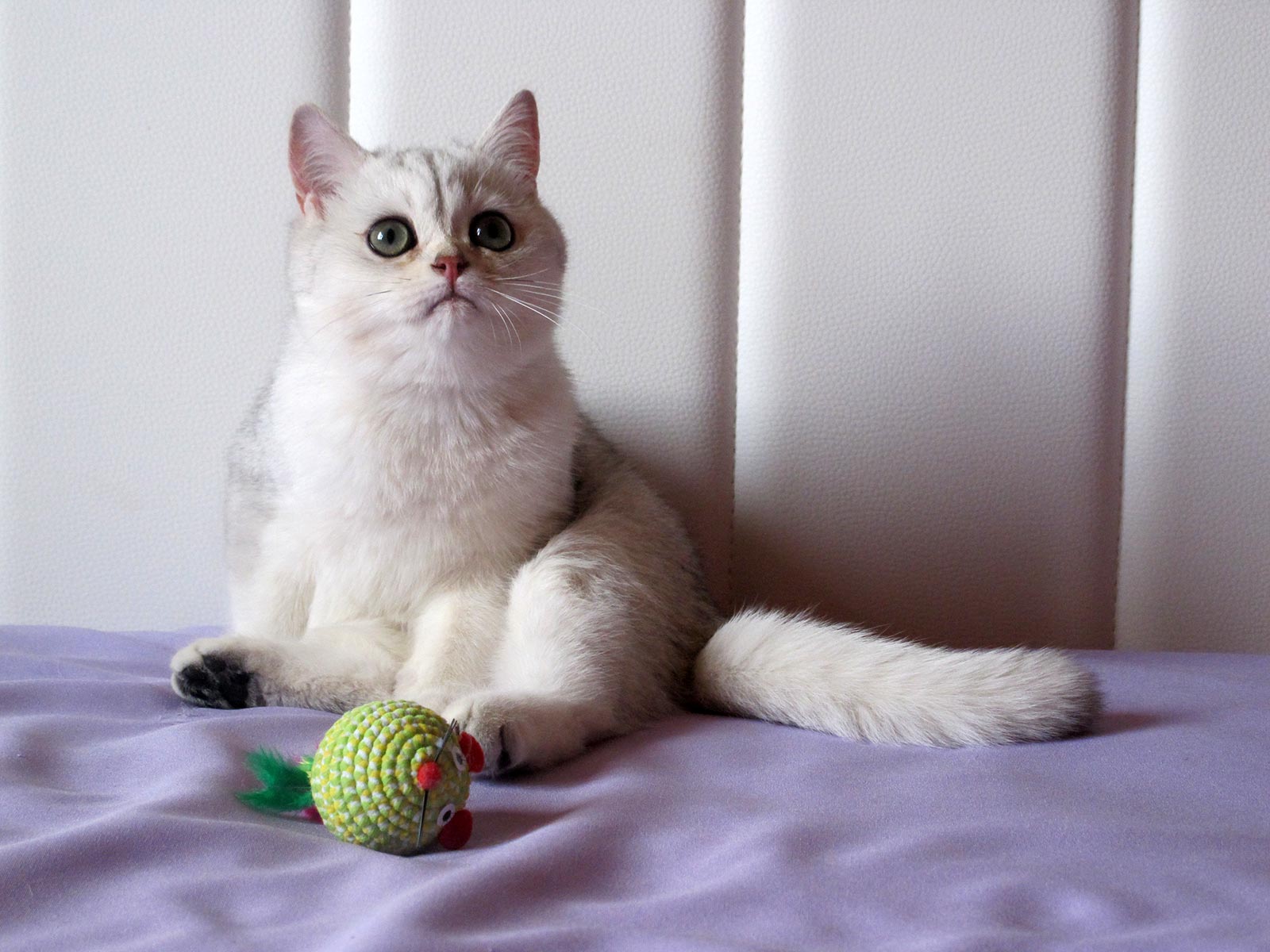 Britni Silver SunRay - Альбом фотографий #2481 - Черная серебристая ...