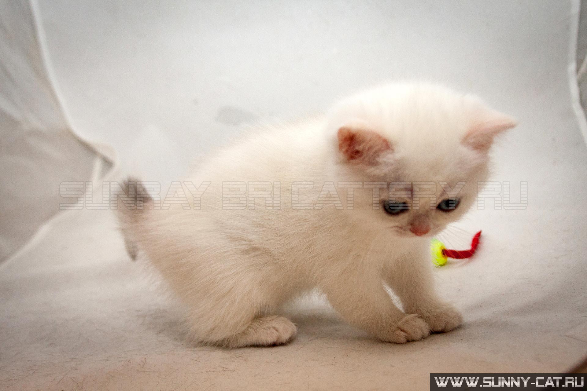 ay 11 33 - blue golden shaded pointed color of cats. 80 photos of cats ...