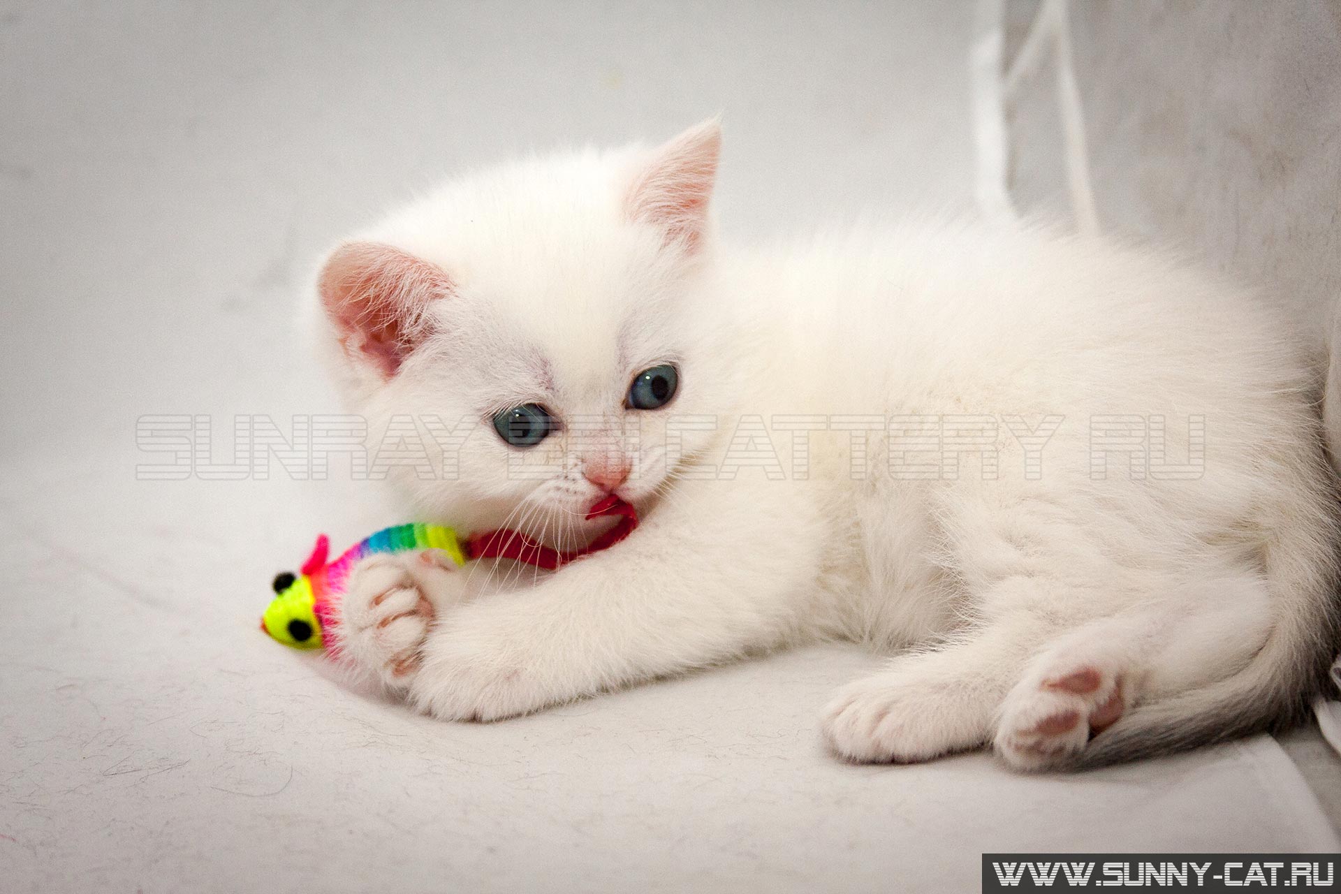 ay 11 33 - blue golden shaded pointed color of cats. 80 photos of cats ...