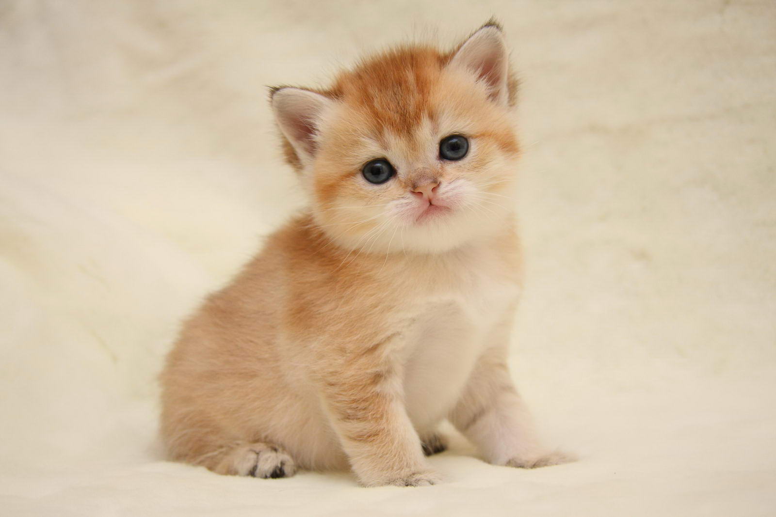 Grand-Pride Europa Golden (Europa) - british shorthair #1474_en