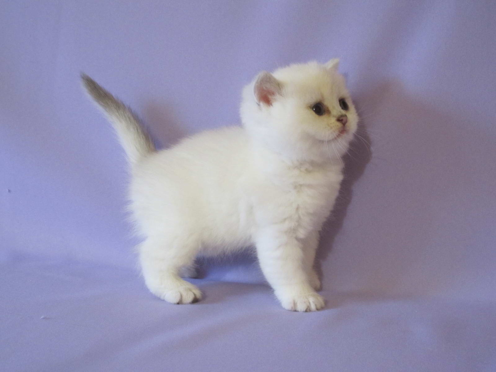 British Shorthair Silver Shaded