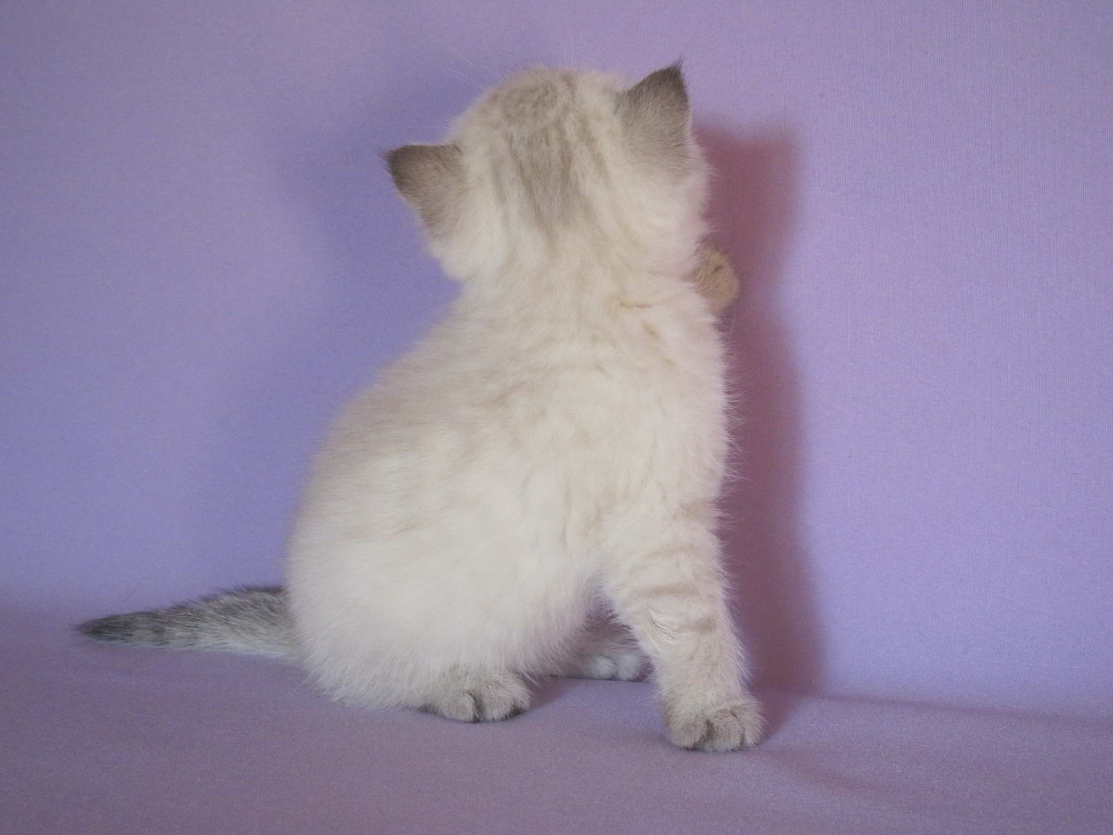 ns 21 33 - black silver tabby pointed color of cats. 23 photos of cats ...