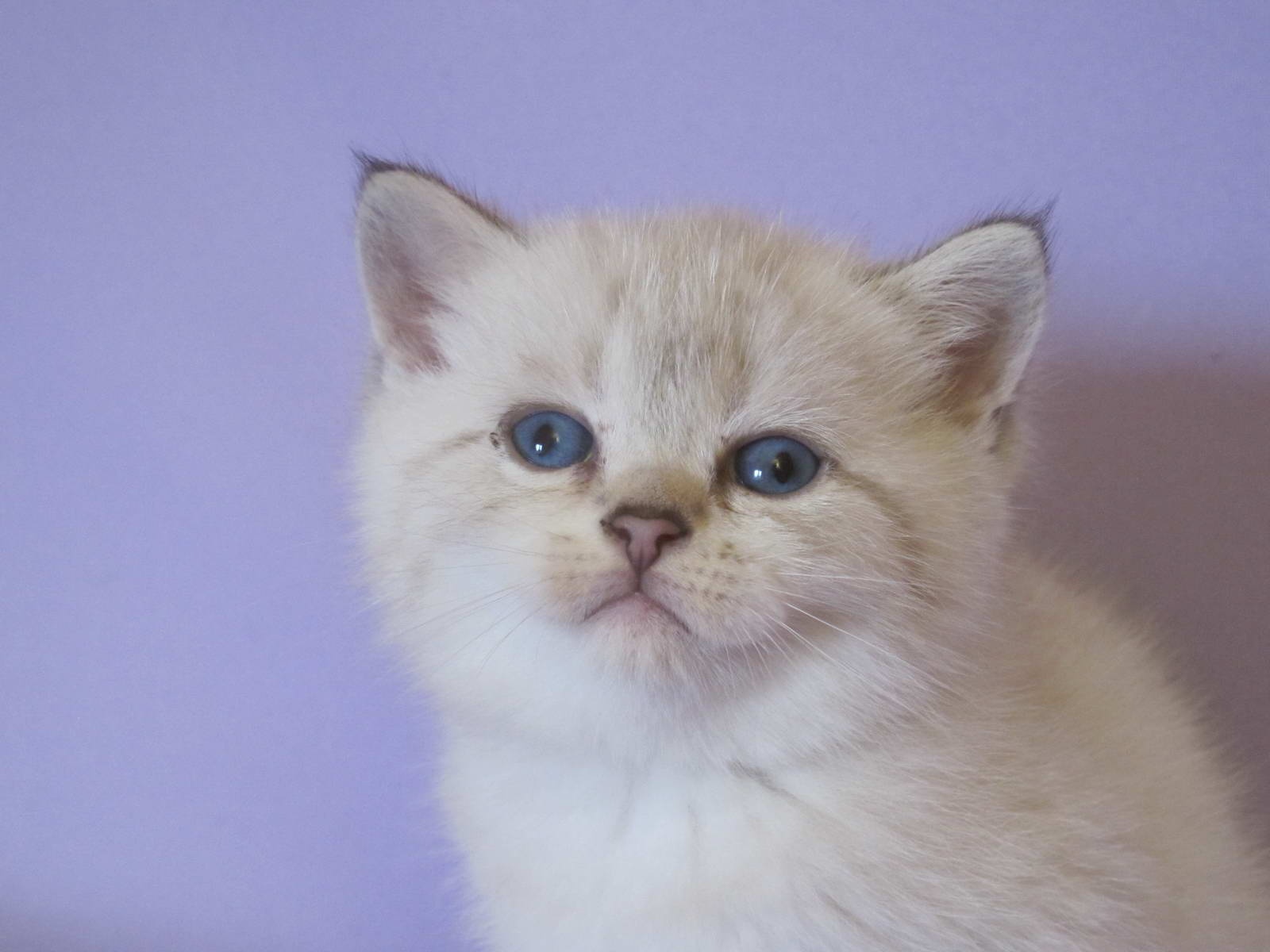 ns 21 33 - black silver tabby pointed color of cats. 23 photos of cats ...