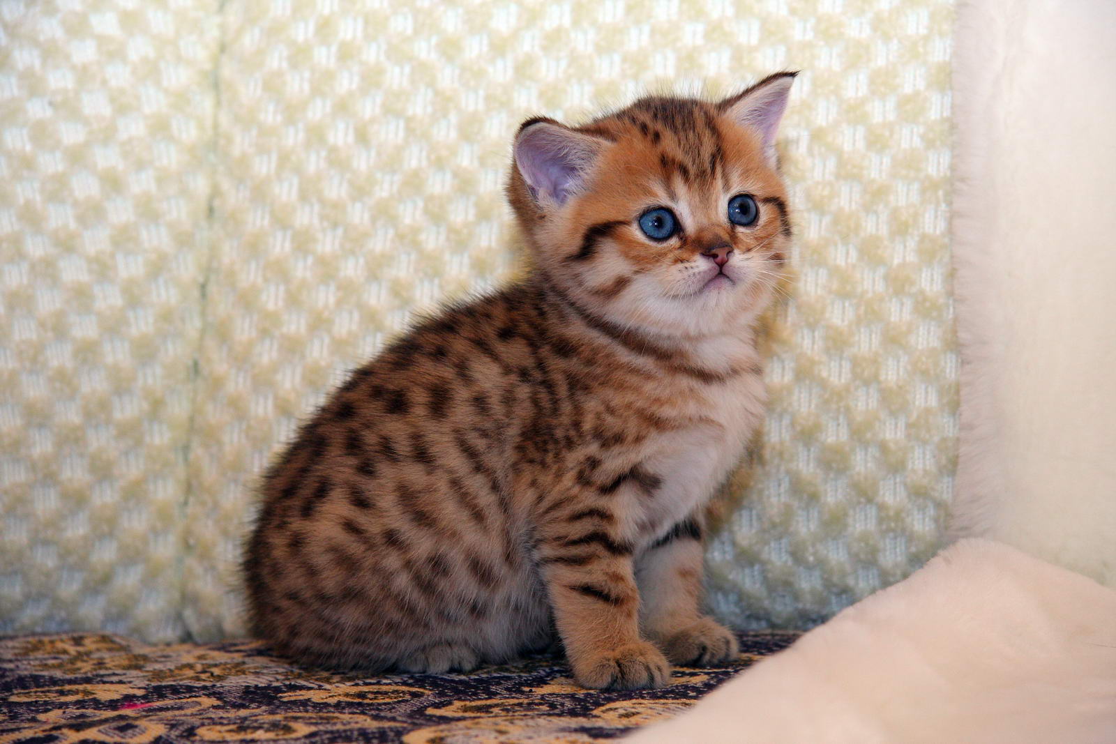 Kätzchen Junge Britisch Kurzhaar schwarz golden getupft Rem Glorious ...