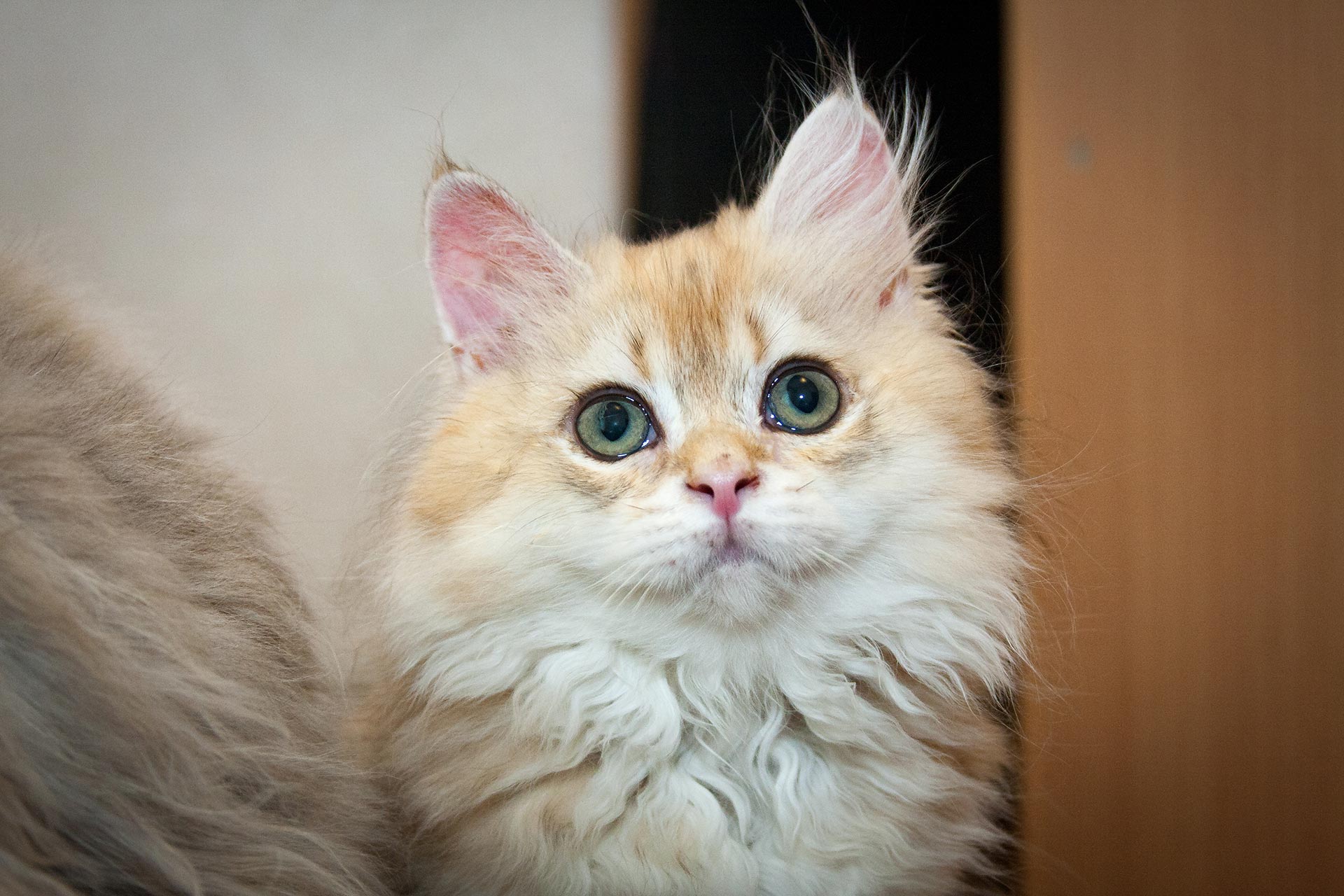 Male cats beauty pageant Mister Sunny Cat - March 2024 - Sunny Cat