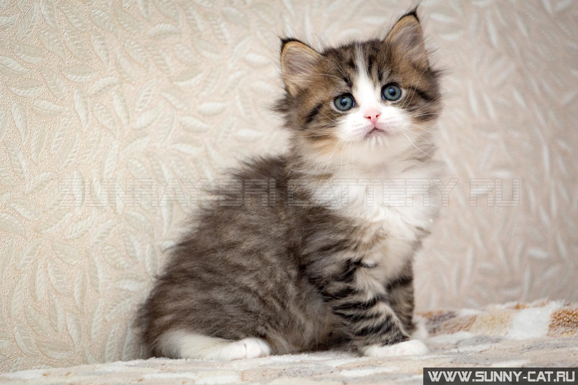 Winsent Sharm - Альбом фотографий #2719 - Домашний кот - окрас: черный ...