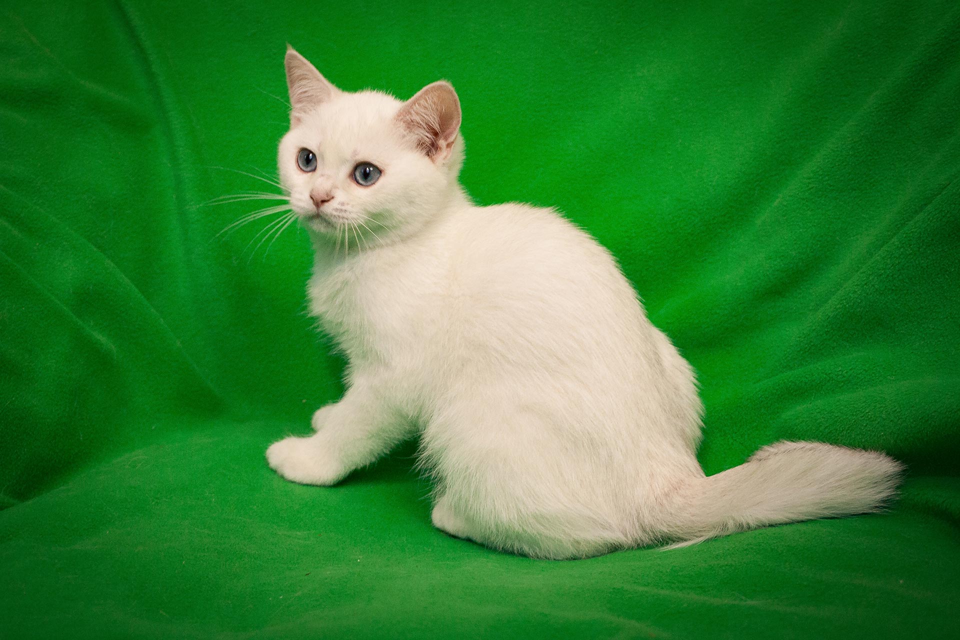 ns 12 33 - black silver shell pointed color of cats. 50 photos of cats ...