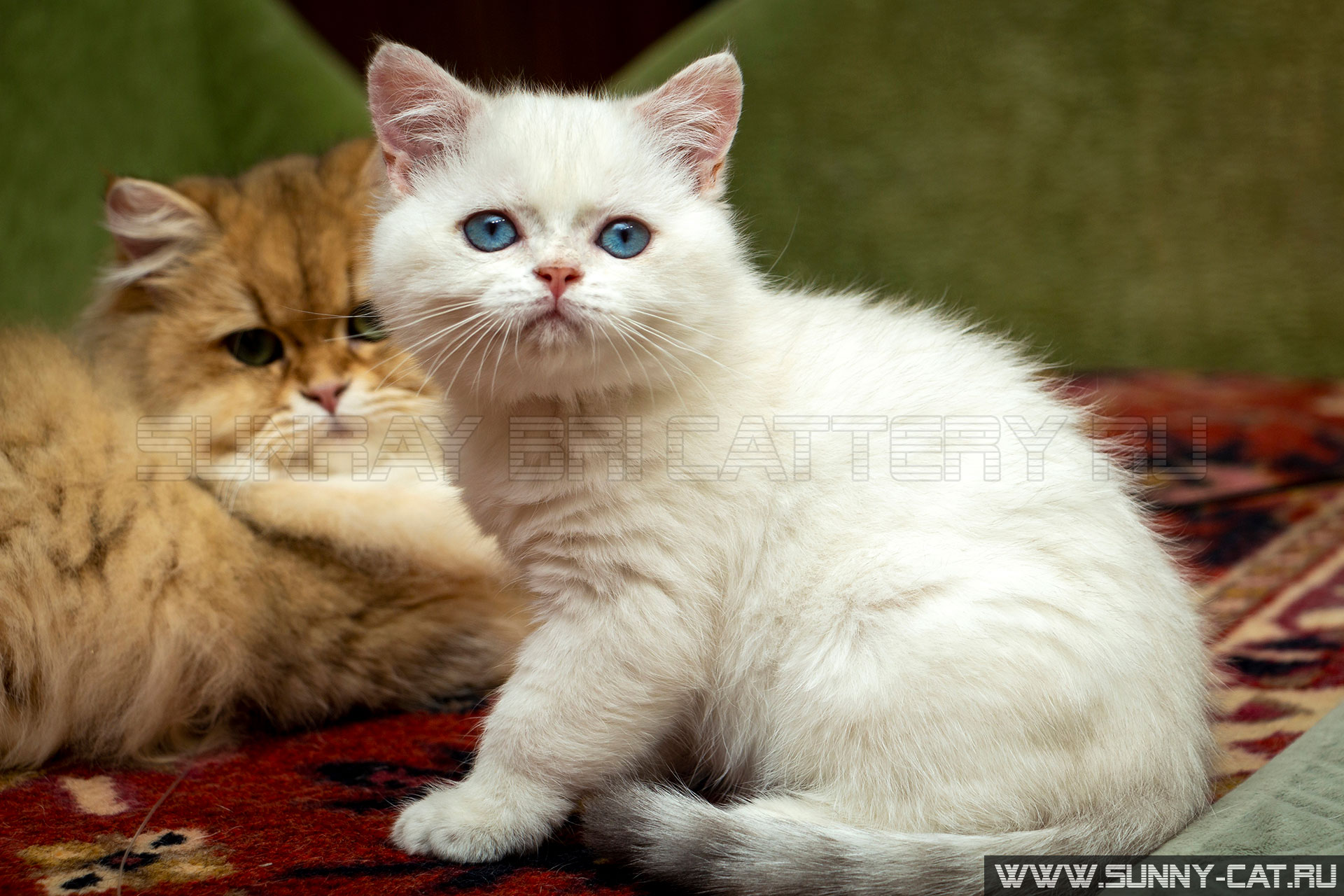 ay 11 33 - blue golden shaded pointed color of cats. 80 photos of cats ...