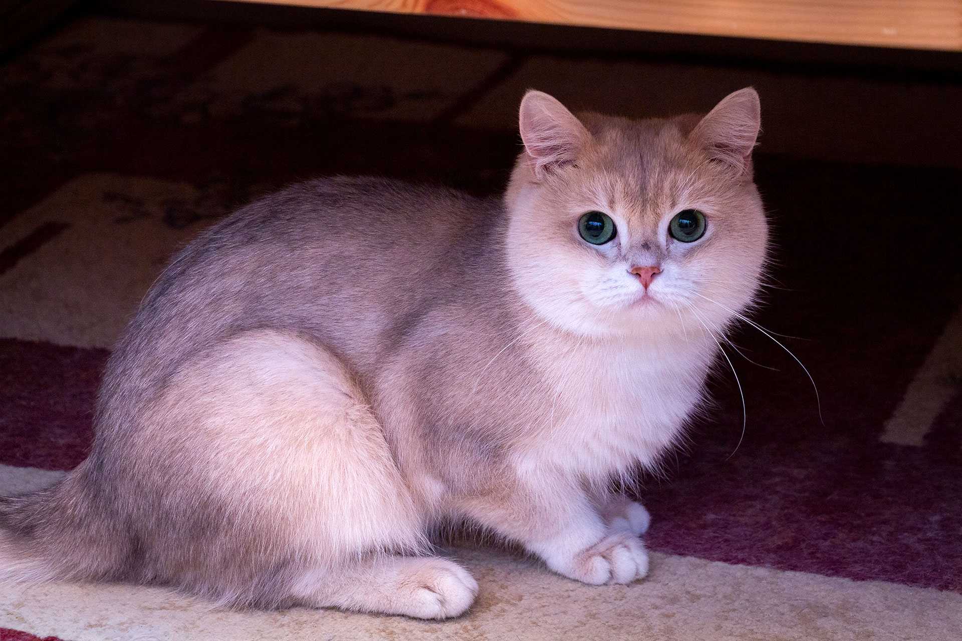 Garold Golden Fluffy Joy (Garold) - british shorthair #1543_en