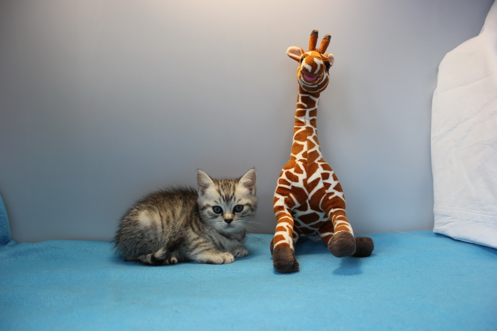 Выставки кошек в Москве 2025. Расписание на Январь - Февраль. #39