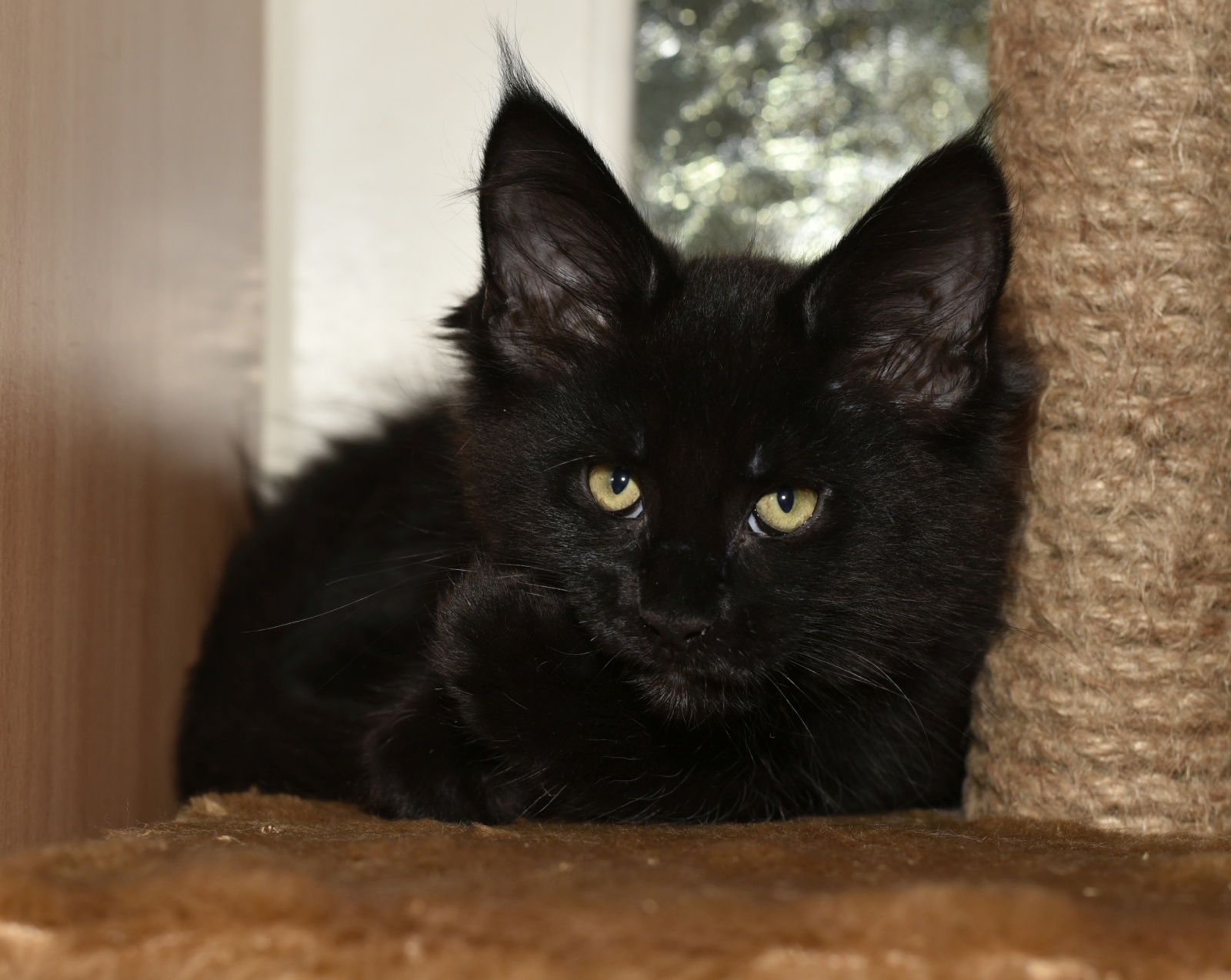 Richard the Lionheart Gatto Celesto (Richard) - maine coon #985_fr