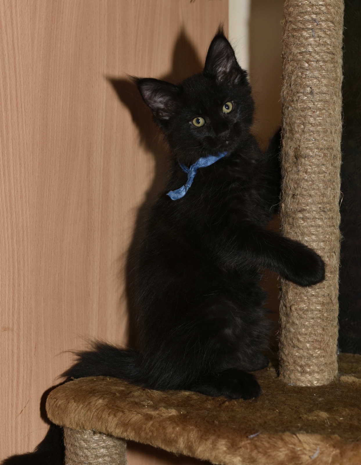 Richard the Lionheart Gatto Celesto (Richard) - maine coon #985_fr