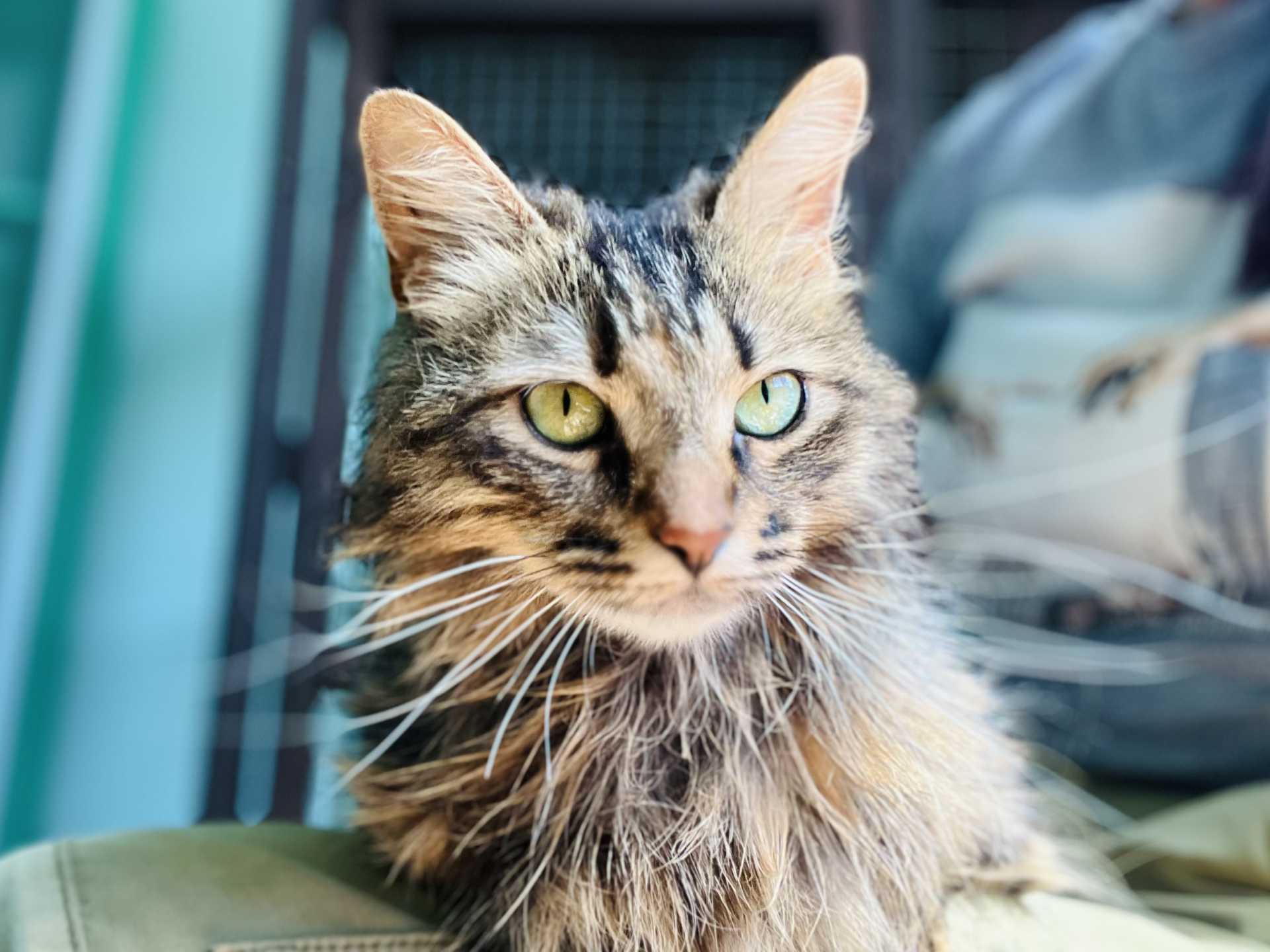 Catalogue des races de chats selon les classifications FIFe, TICA et ...