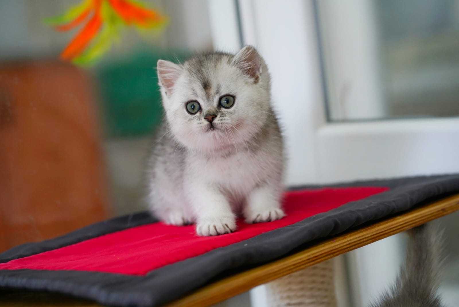 Male cats beauty pageant Mister Sunny Cat - September 2024. Sunny Cat