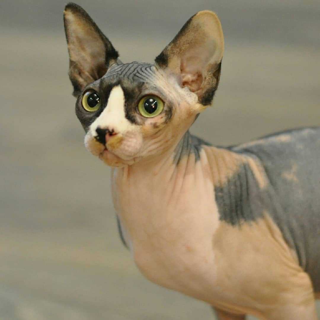 Photos of canadian sphinx cats. Sunny Cat