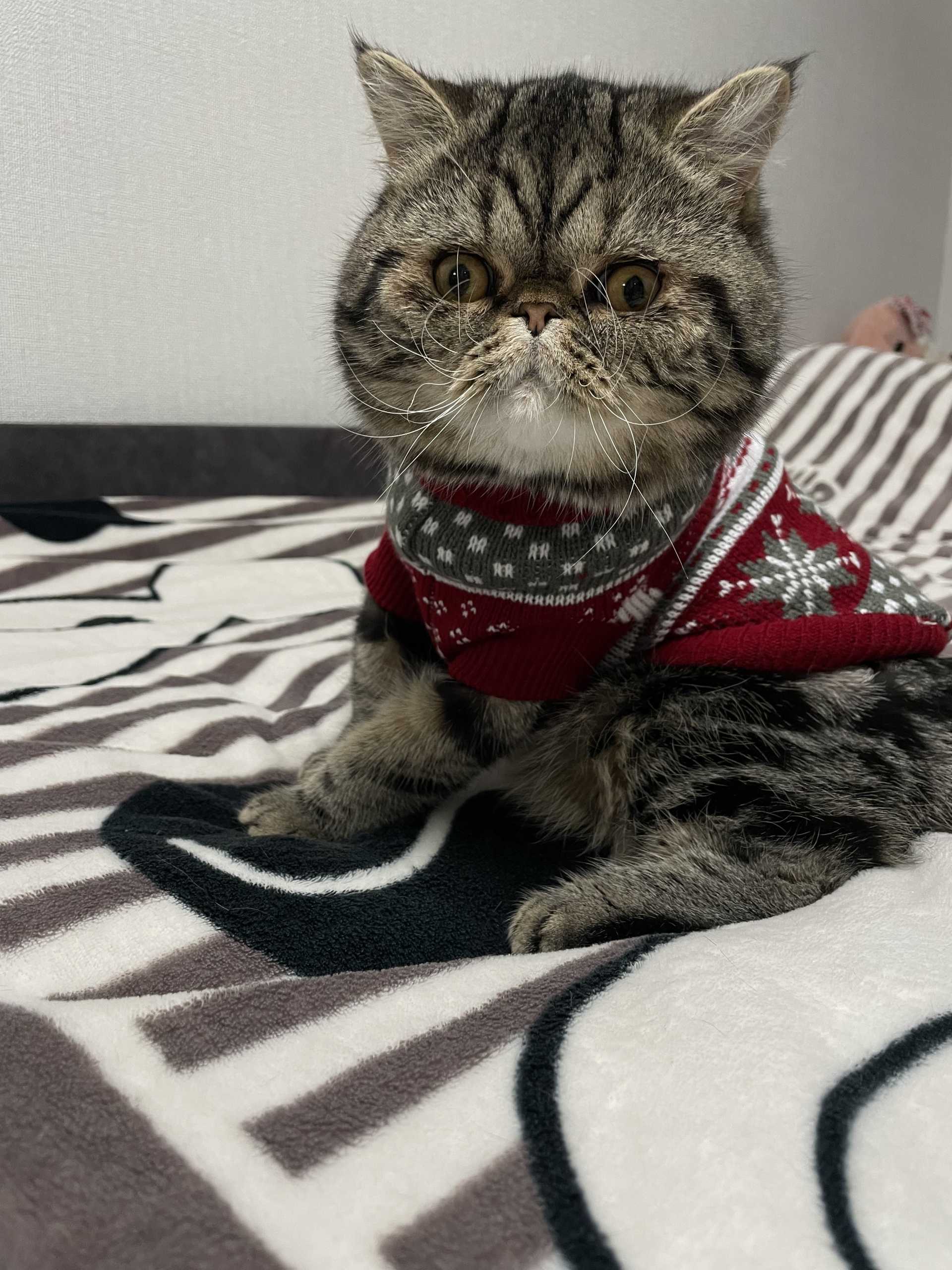 Advokat - Britisch Kurzhaar #1050_de. Sunny Cat