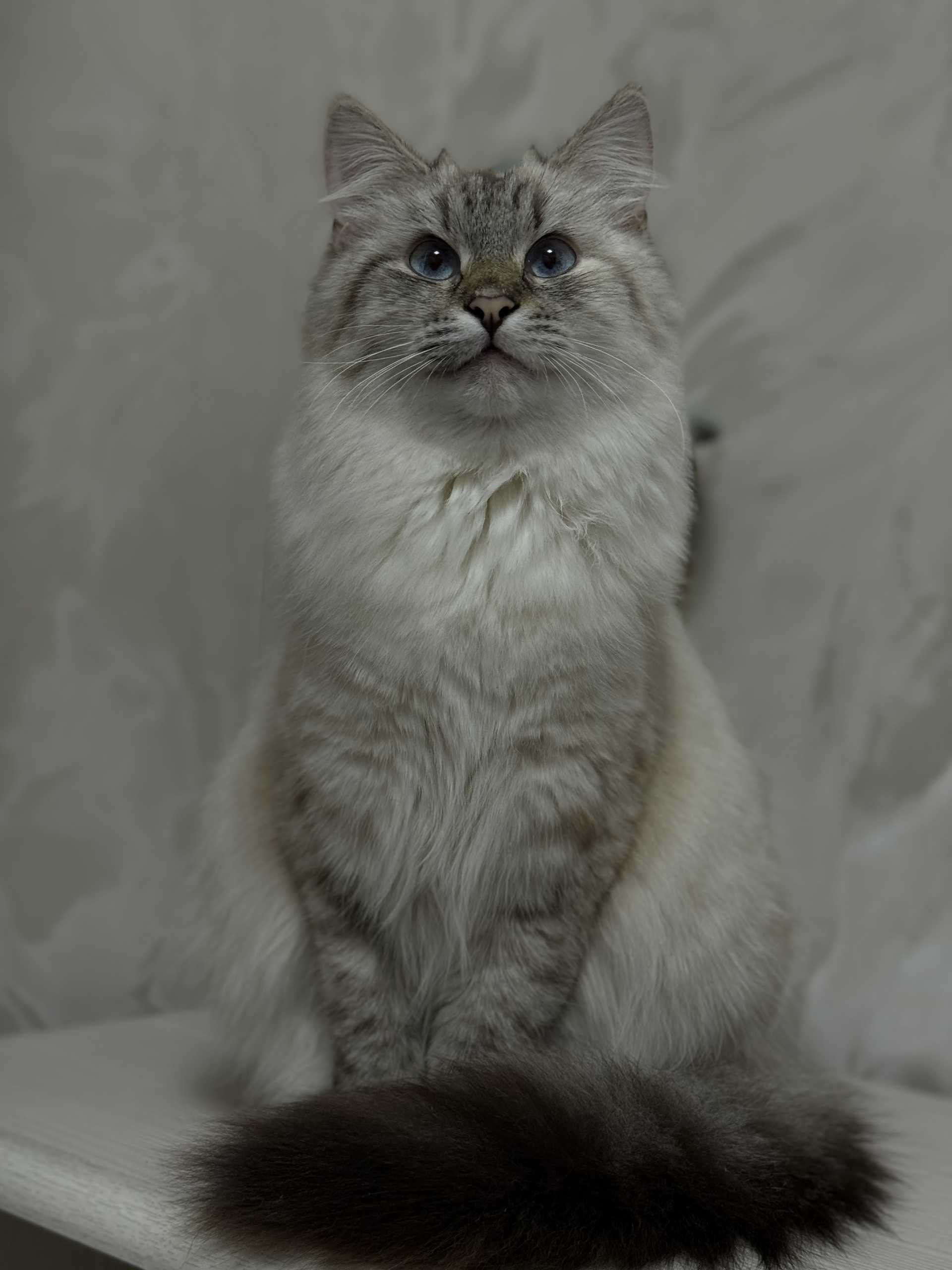 Darlene Peppercats (Darlene) - british shorthair #379_fr. Sunny Cat